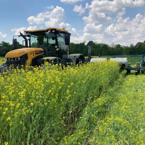 Using Buckwheat for Hay | Successful Farming