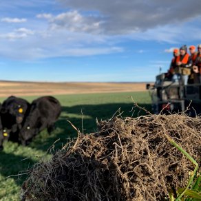 Using Buckwheat for Hay | Successful Farming