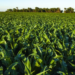 Corn Growing 101 | Successful Farming