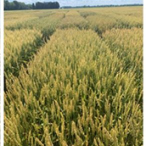 Hybrid wheat's comeback