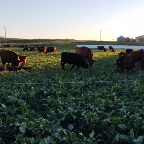 Grazing cover crops | Successful Farming