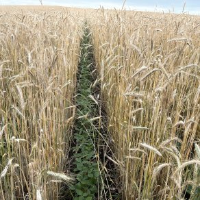 Use Rye as a Companion Crop for Soybeans | Successful Farming