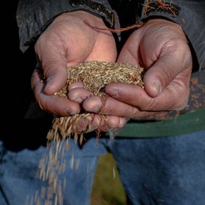 The Pulse Boom | Successful Farming