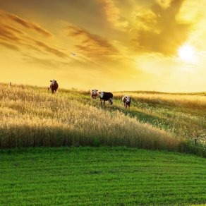 Bison Boom | Successful Farming