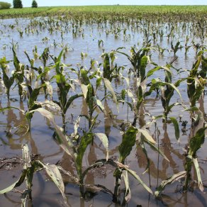 Gowan Company buys active ingredients prosulfuron and primisulfuron ...