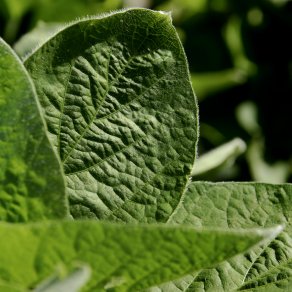 Bayer launches Roundup PowerMAX 3 herbicide | Successful Farming