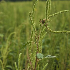 Bayer launches Roundup PowerMAX 3 herbicide | Successful Farming