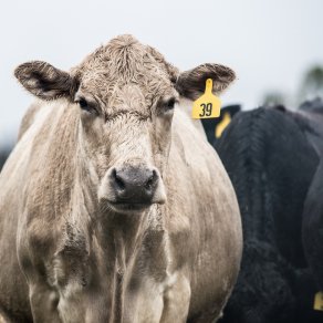 Bison Boom | Successful Farming