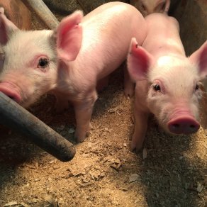 The Pork Empire of Ken Maschhoff | Successful Farming