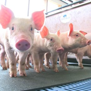 The Best Farrowing House Ever Designed | Successful Farming