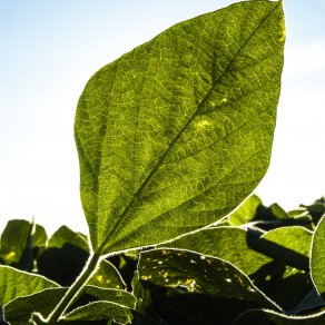 Bayer launches Roundup PowerMAX 3 herbicide | Successful Farming