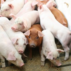 The Pork Empire of Ken Maschhoff | Successful Farming