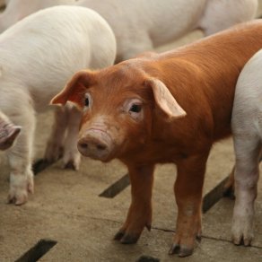 Illinois-based swine genetics company founded by The Maschhoffs is ...