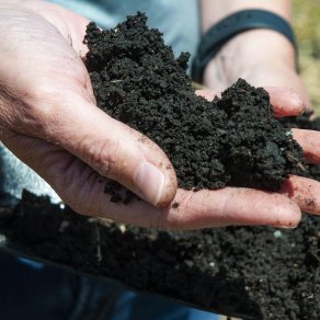 Using Buckwheat for Hay | Successful Farming