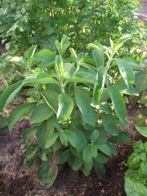 Growing stevia | Successful Farming