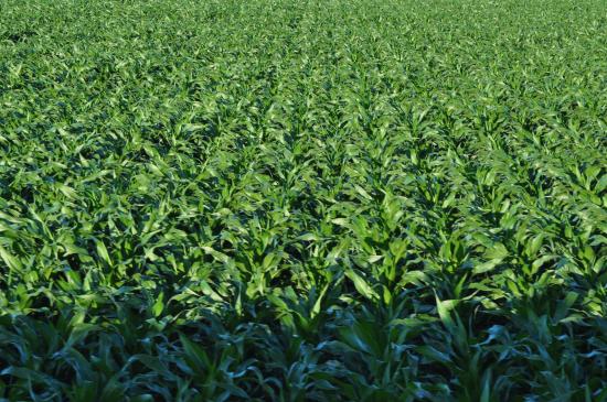 Helm Agro US and ISK Biosciences announce collaboration on three new ...