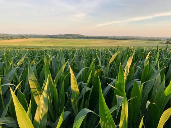 Corn to be stressed in high temps, low rainfall through next week ...