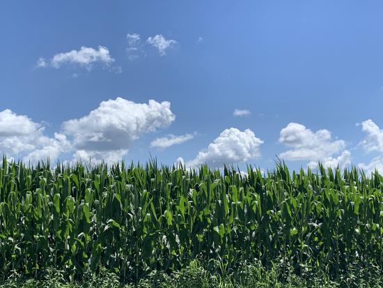 Corn condition steady, USDA reports | Successful Farming