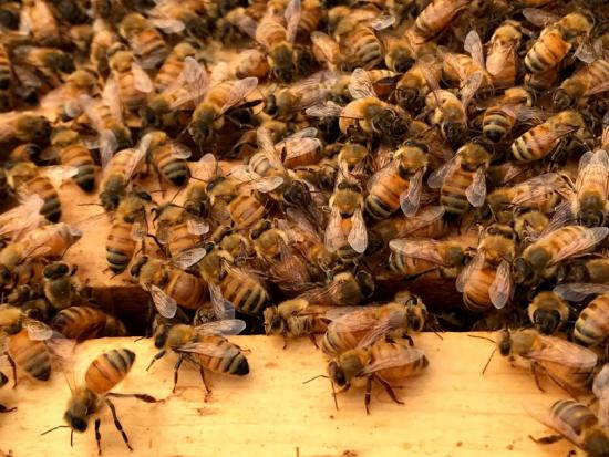 Become Bee Friendly Farming Certified | Successful Farming