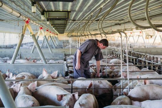 How Christensen Farms worked its way through COVID-19 | Successful Farming