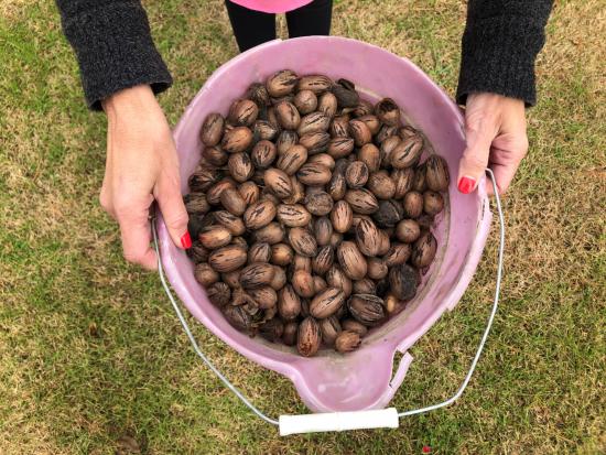 Pecans Made Holiday Memories | Successful Farming
