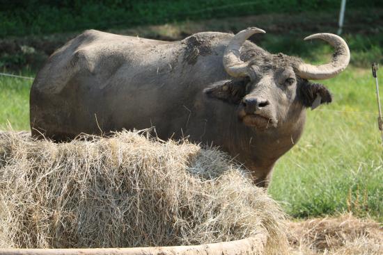 Where the water buffalo roam | Successful Farming