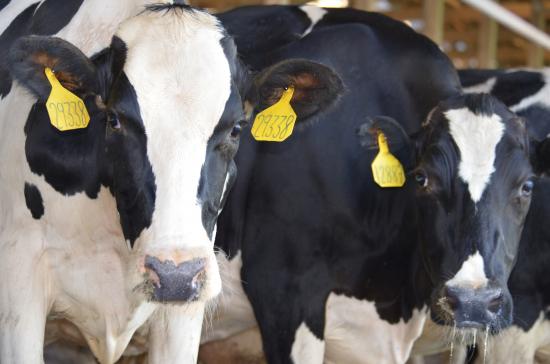 Persistent margin pressures could see reduced cow numbers | Successful ...