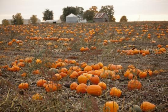 Harvesting and storing pumpkins | Successful Farming