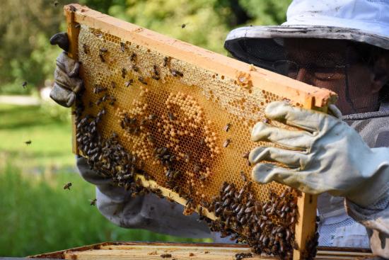 Beekeeping and the Conservation Reserve Program | Successful Farming