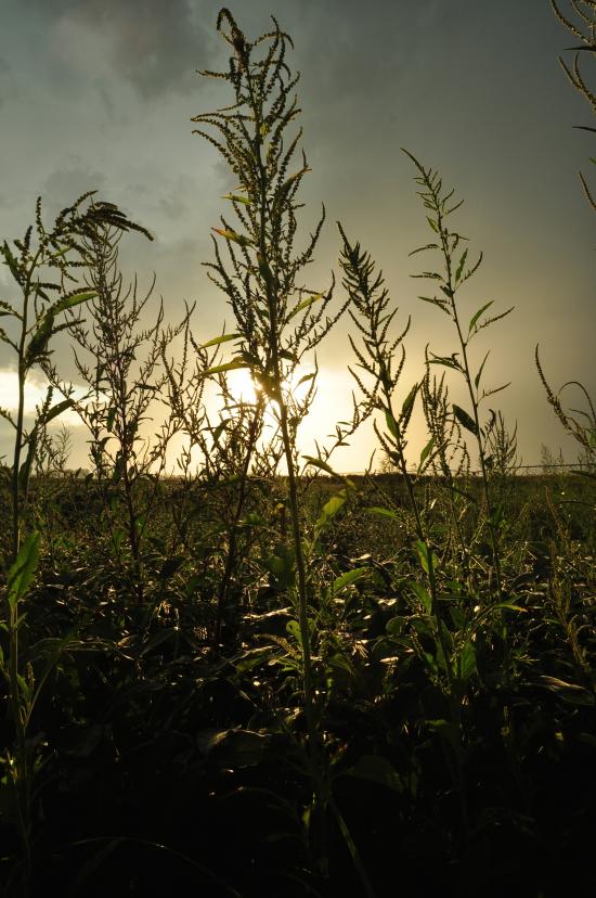 Dicamba-resistant waterhemp confirmed in Tennessee | Successful Farming