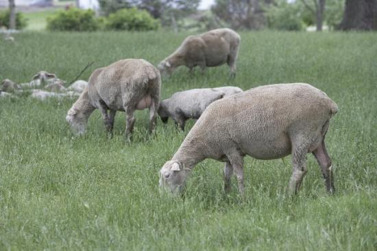 State of the sheep industry | Successful Farming