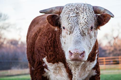 How much should you pay for a good bull? | Successful Farming