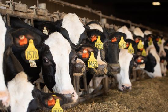 How dairy cow monitoring systems benefit the bottom line | Successful ...