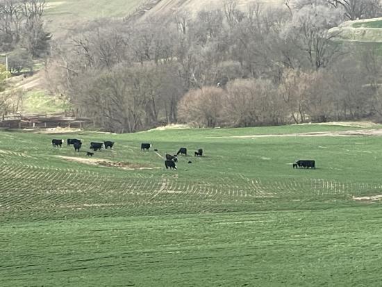 3 complementary strategies for raising crops and cattle | Successful ...