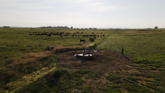 On this ranch, grass is the crop and cattle are the combines ...