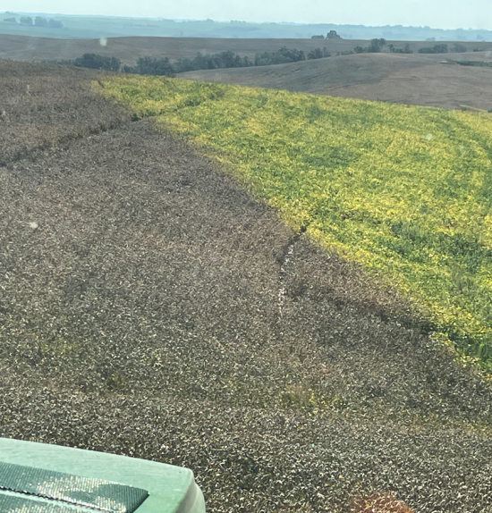 Soybean desiccation begins in Iowa and North Carolina | Successful Farming