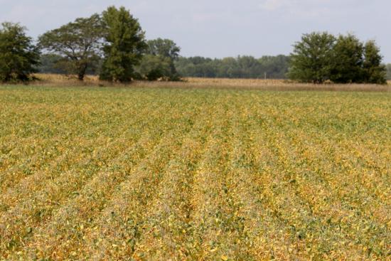 Iowa soybean conditions improve despite warm, dry week | Successful Farming