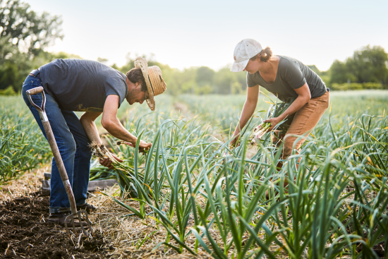 A love story of garlic | Successful Farming