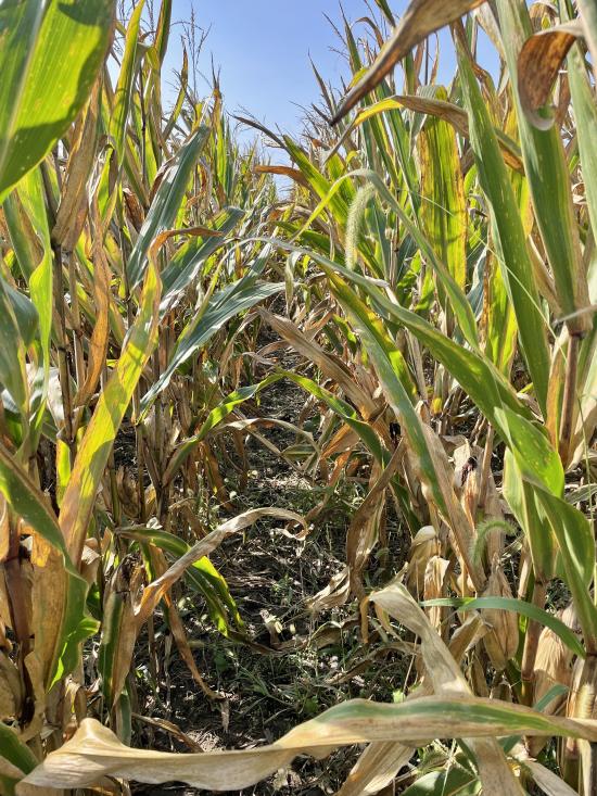 ‘Exceptional’ drought creeps into northwest Iowa | Successful Farming