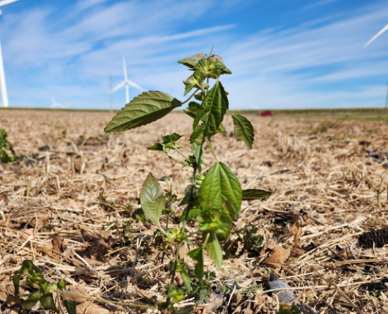 Report Iowa Asian copperleaf sightings to department of agriculture ...
