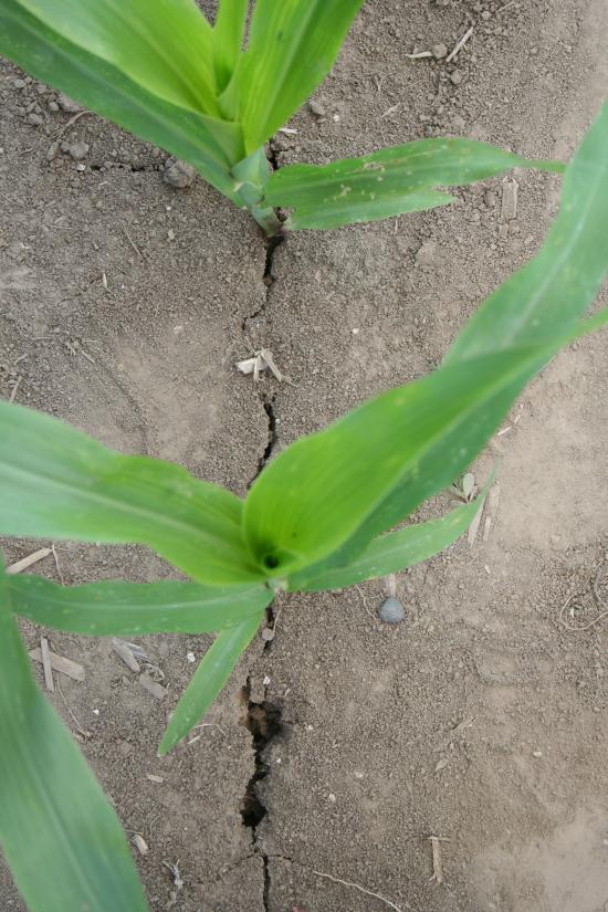 Yield-killing sidewall compaction | Successful Farming