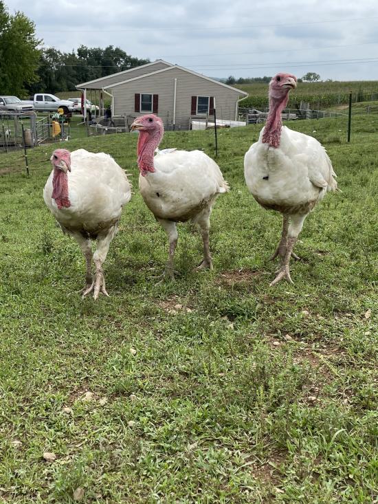Bird flu losses near U.S. record with outbreak on Iowa egg farm ...