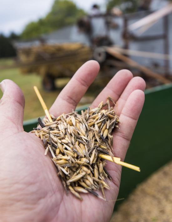 Oat and rye farmers eligible for revenue protection in 2023 ...