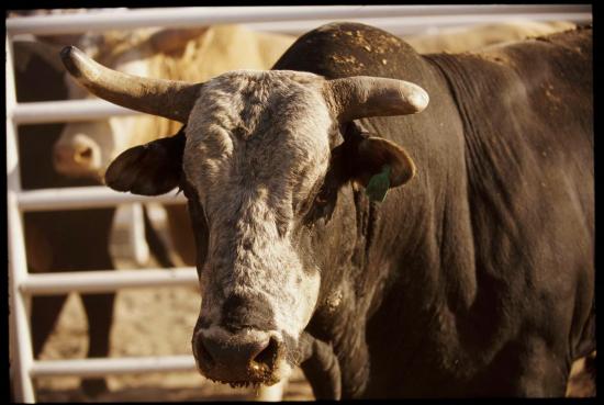 Fighting bull: Q&A with Ryan Knutson, a professional bull rider ...