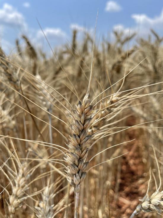 Midwest farmers intend to plant more corn, wheat | Successful Farming