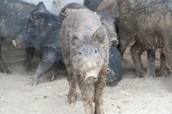 Wild ‘super pigs’ are rooting toward Minnesota. The state wants to keep ...