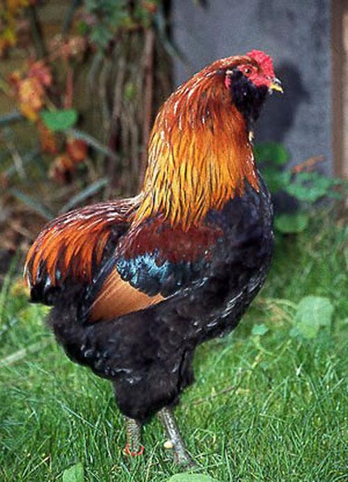 10 chicken breeds for your farm | Successful Farming