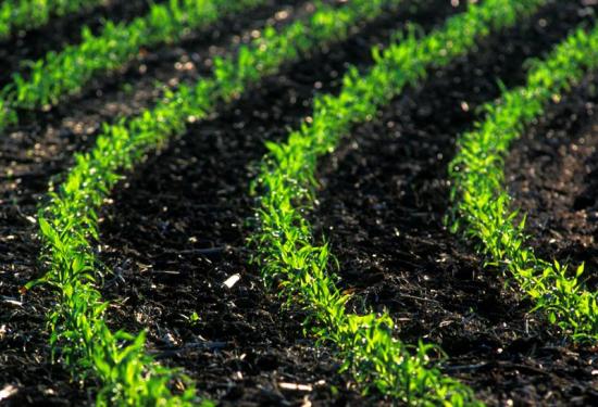 Talking big crops & farmland jumps