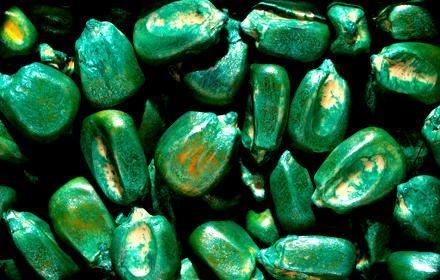 Stay safe with treated seed