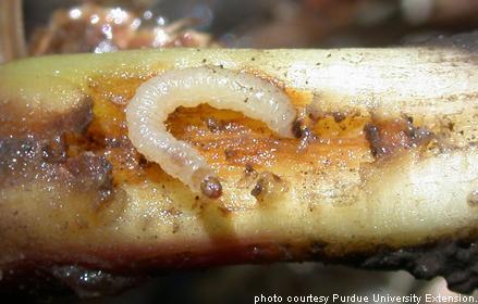 Rootworms are on the move